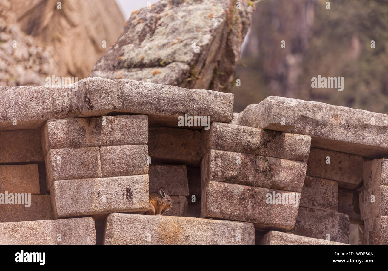 Rabbit Stone High Resolution Stock Photography and Images - Alamy