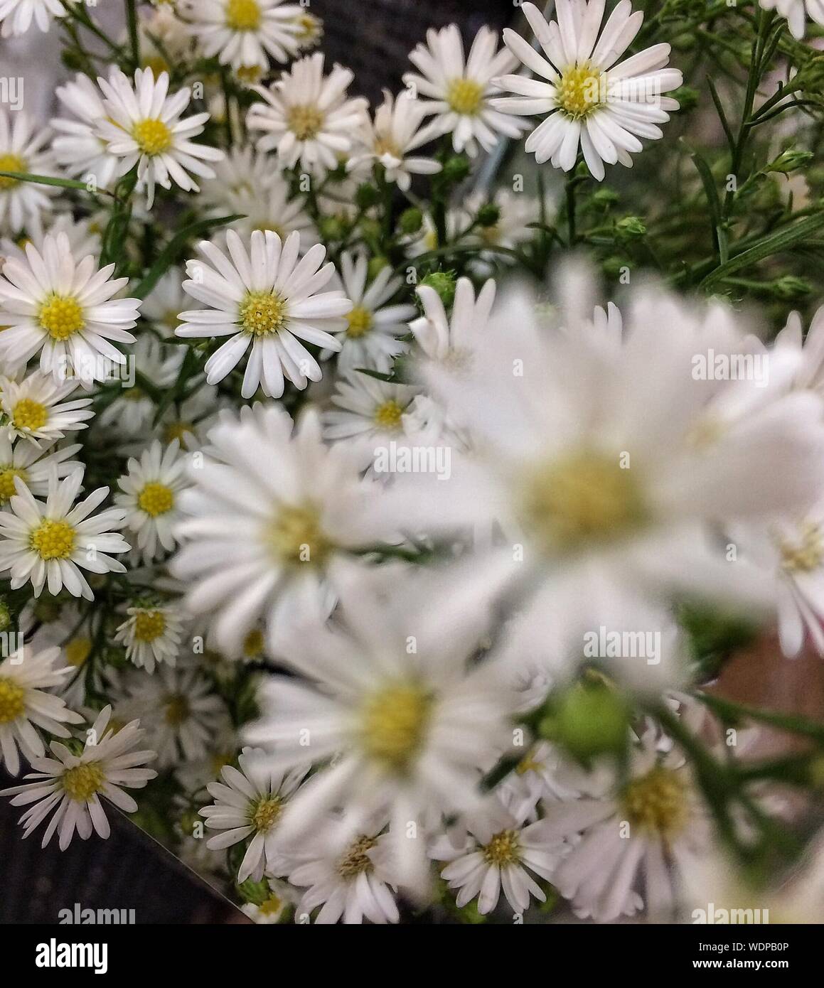 Back daisy hi-res stock photography and images - Alamy