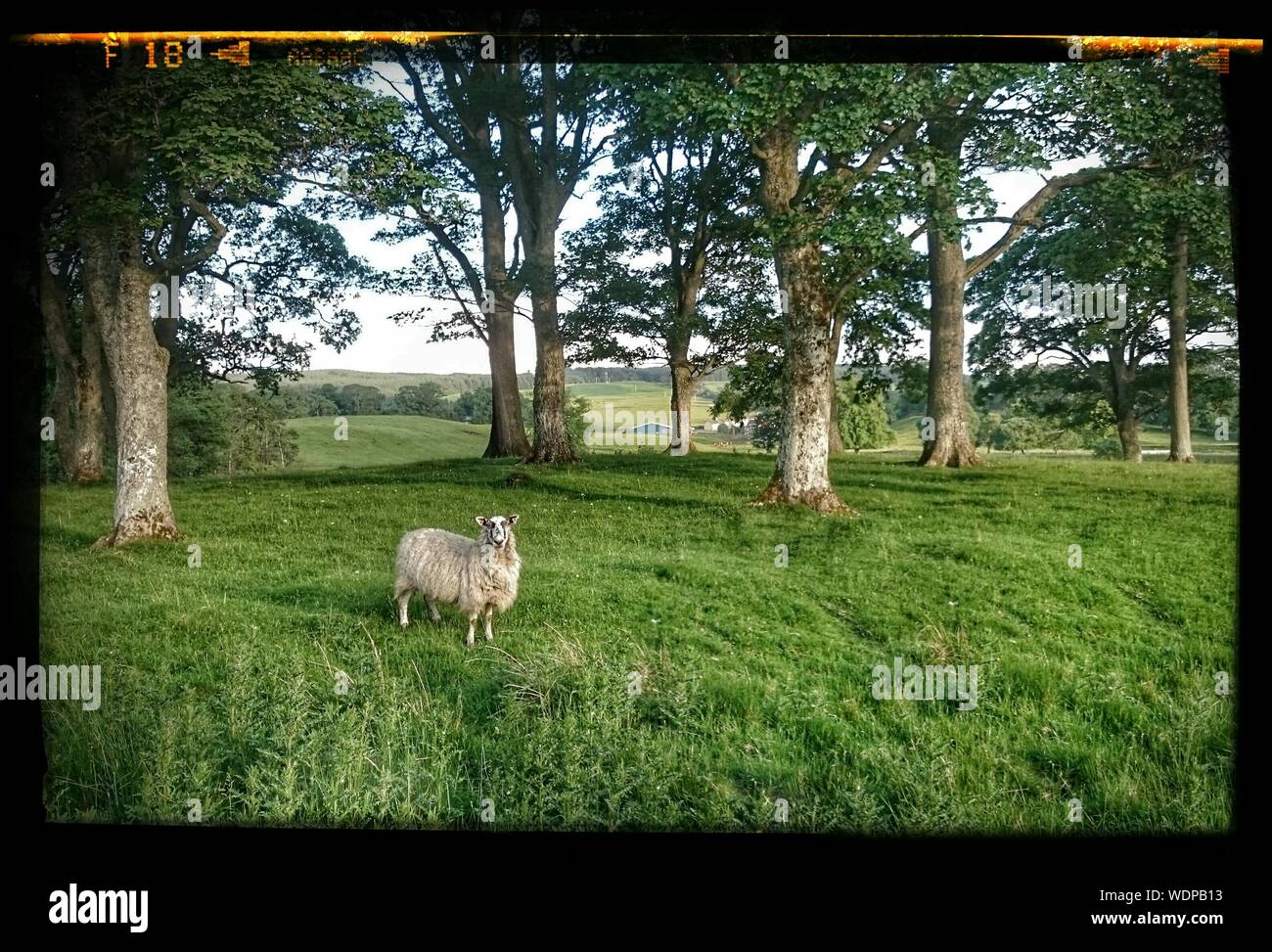 Green field with sheep hi-res stock photography and images - Alamy