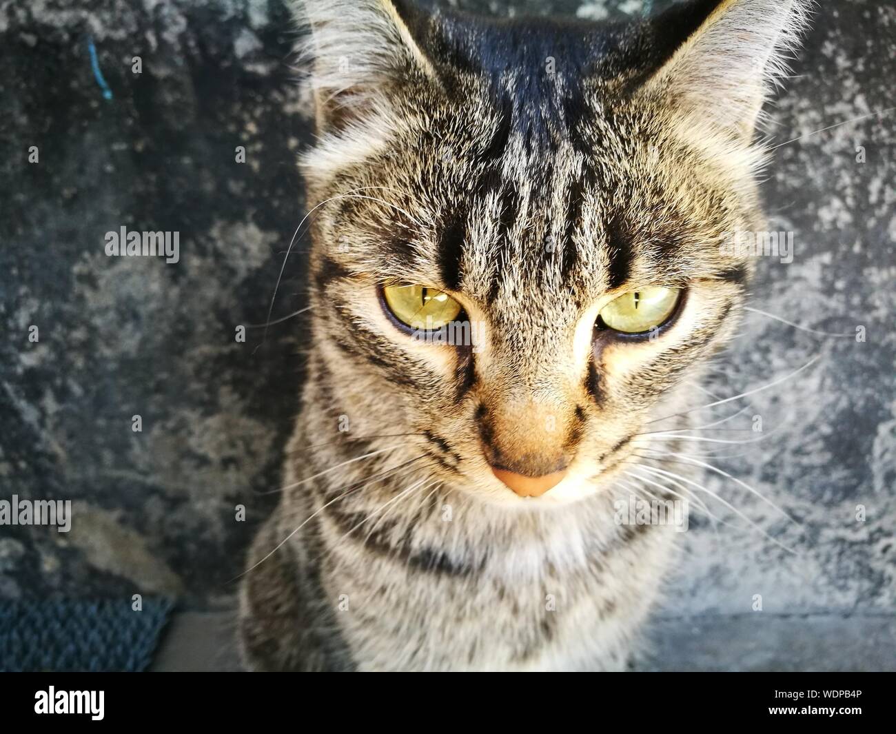 Irritated cat hi-res stock photography and images - Alamy