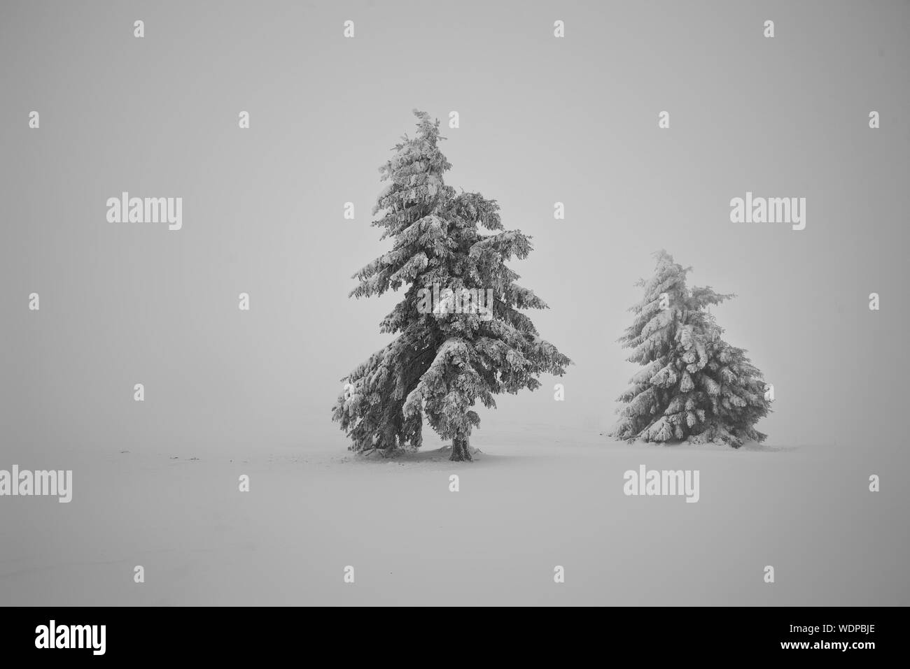 Single tree landscape hi-res stock photography and images - Alamy