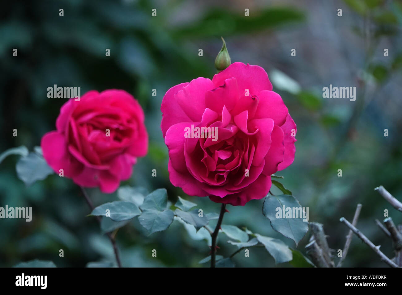 Indian garden flowers, beautiful rose flowers Stock Photo - Alamy
