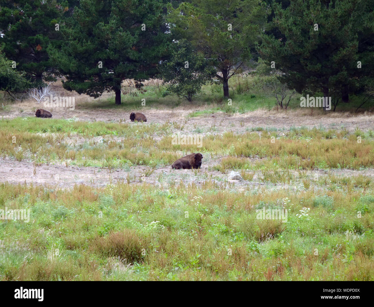 San Francisco three famous buffalo rest in a grassy field in Golden ...