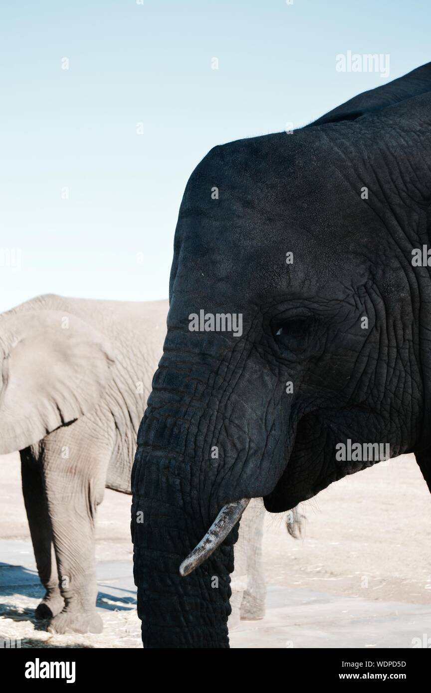 Side view of elephants hi-res stock photography and images - Alamy