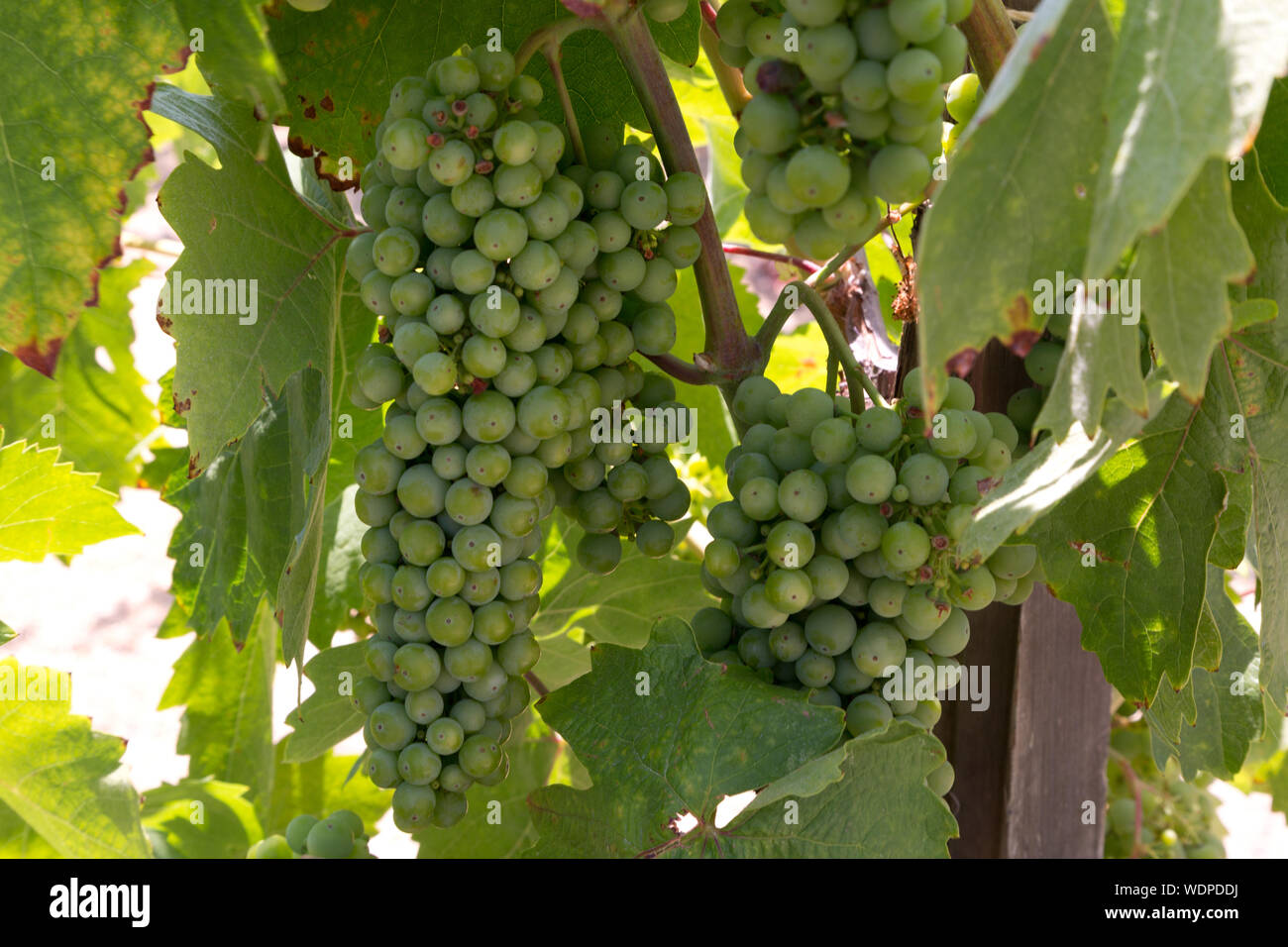 Grapes at a California vineyard Stock Photo - Alamy