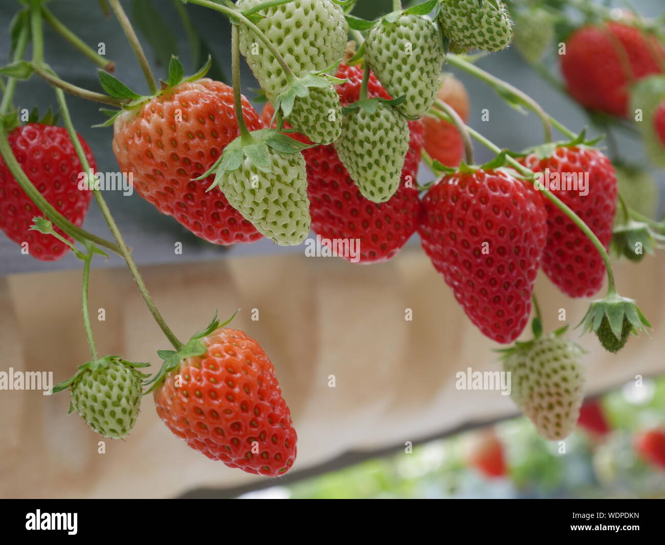 Hanging strawberries hi-res stock photography and images - Alamy