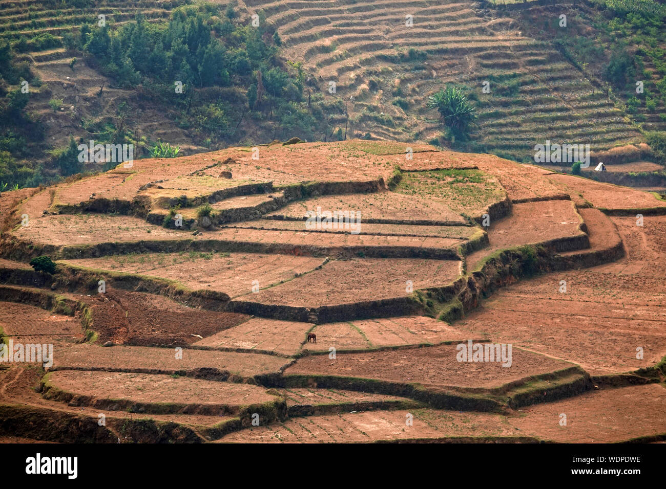Beautiful step cultivation / terrace farming in Poombarai village near ...