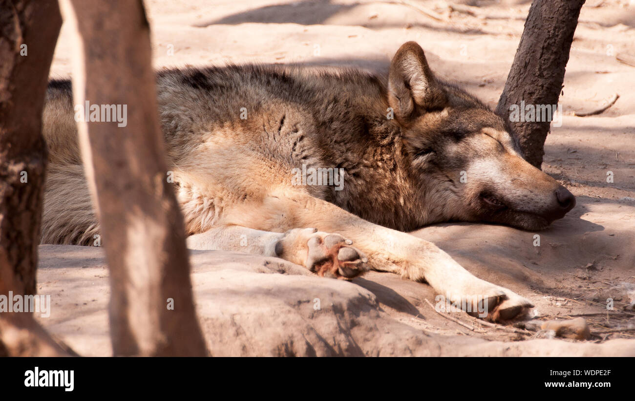 Sleeping Wolf Stock Photos & Sleeping Wolf Stock Images - Alamy