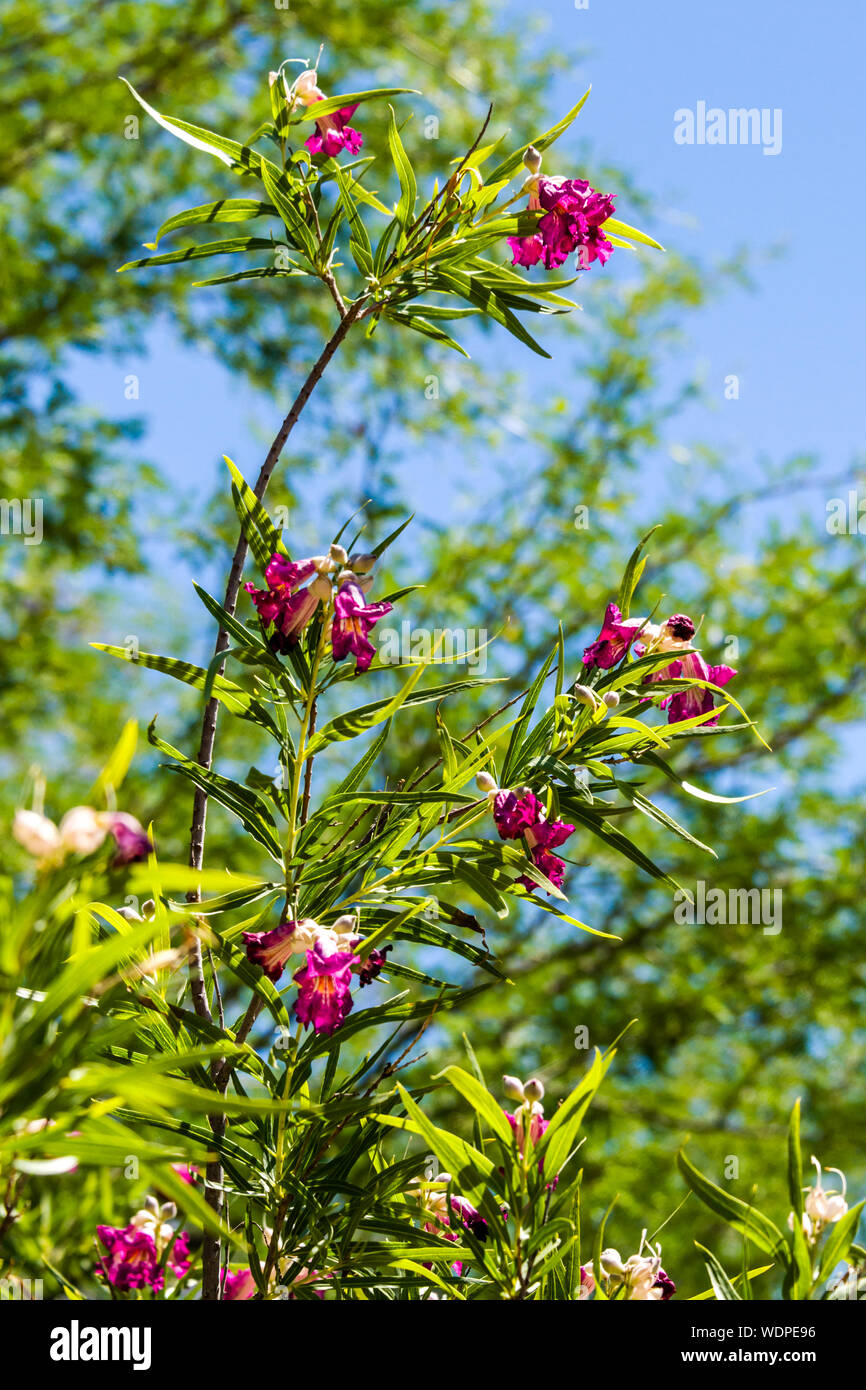 Desert Botanical Garden Desert Willow Stock Photo - Alamy