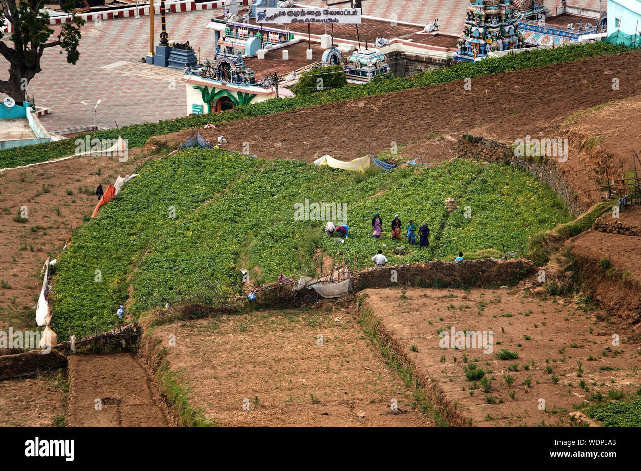 Beautiful step cultivation / terrace farming in Poombarai village near ...