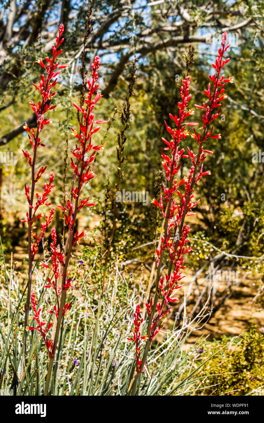 Desert Botanical Garden Red Yucca Stock Photo - Alamy