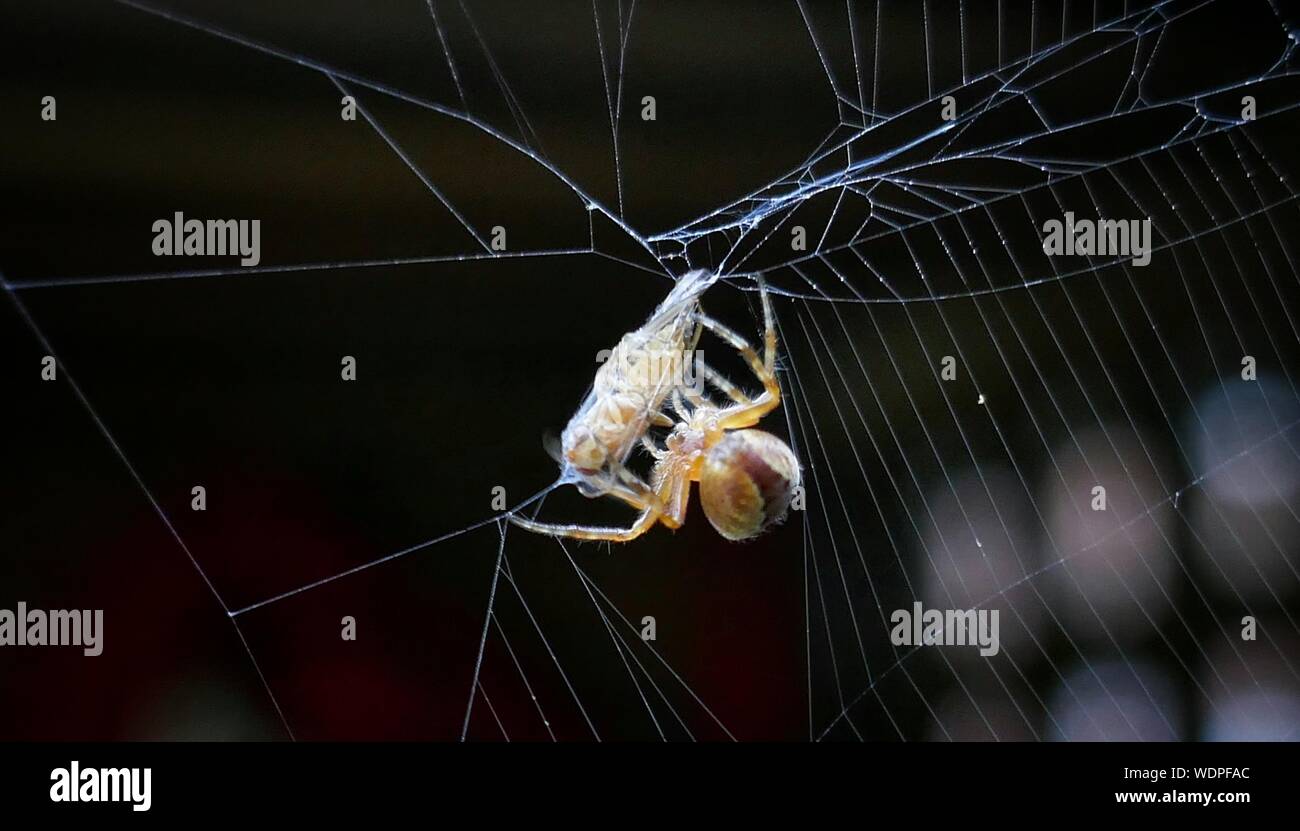 Spider wrapping hi-res stock photography and images - Alamy
