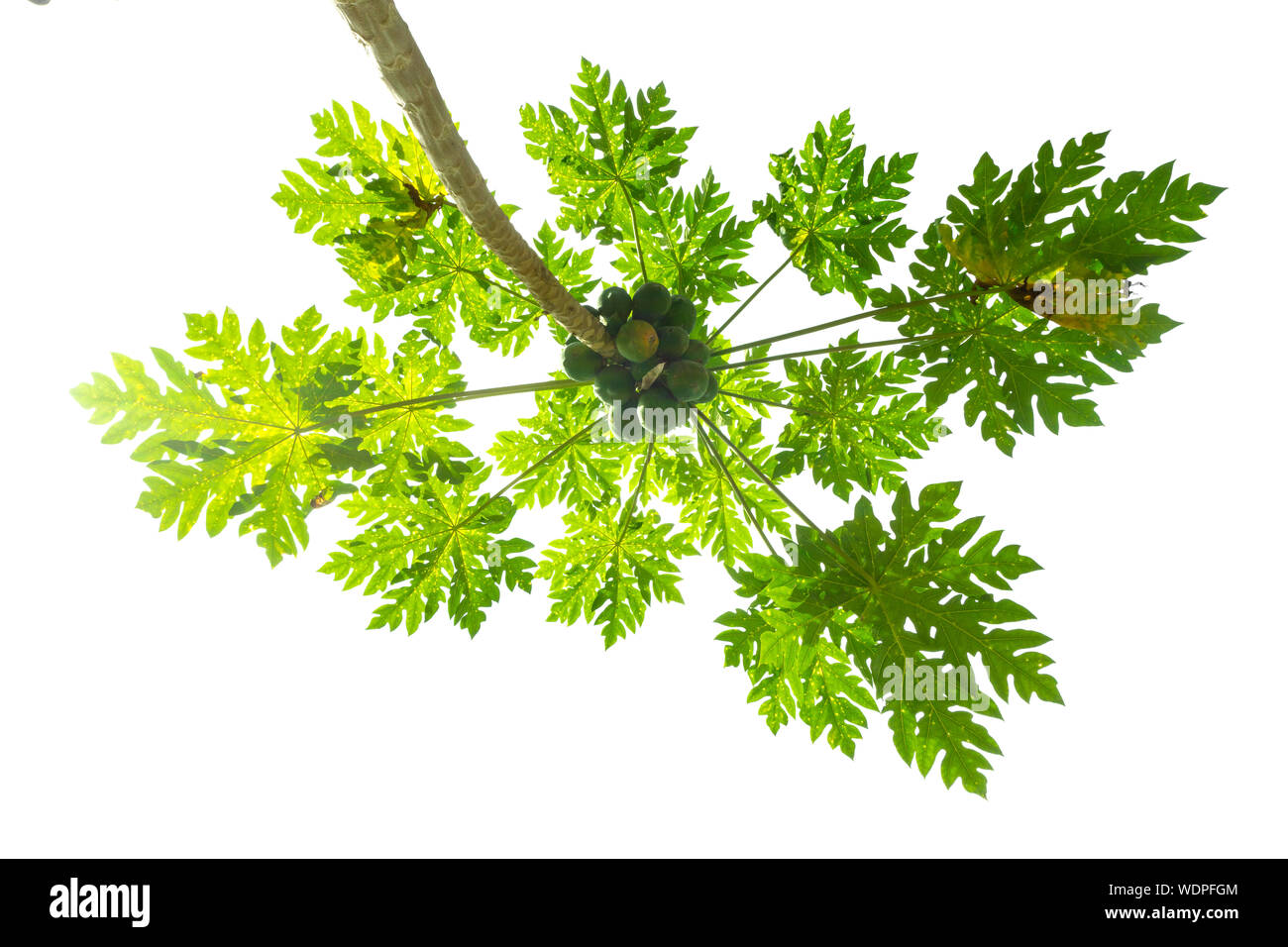 Above the tree hi-res stock photography and images - Alamy