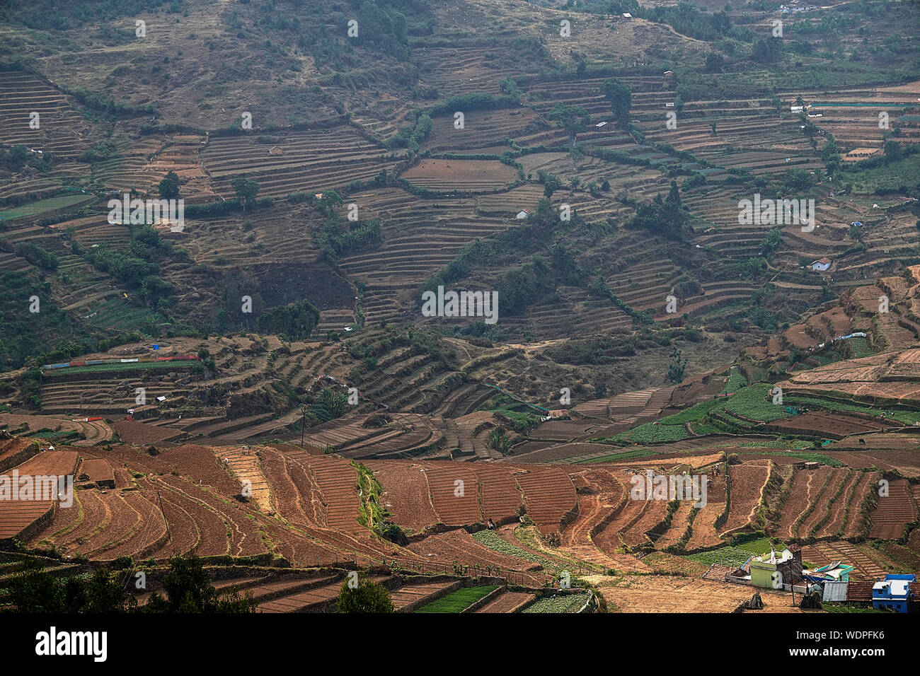 Beautiful step cultivation / terrace farming in Poombarai village near ...