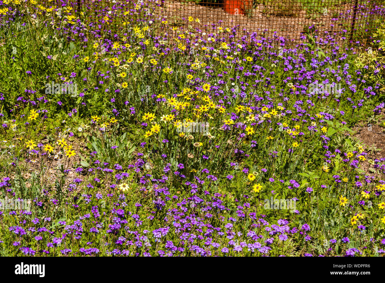 Desert Botanical Garden Mixed Flowers Stock Photo - Alamy