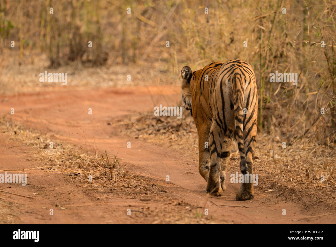 Tiger walking hi-res stock photography and images - Alamy
