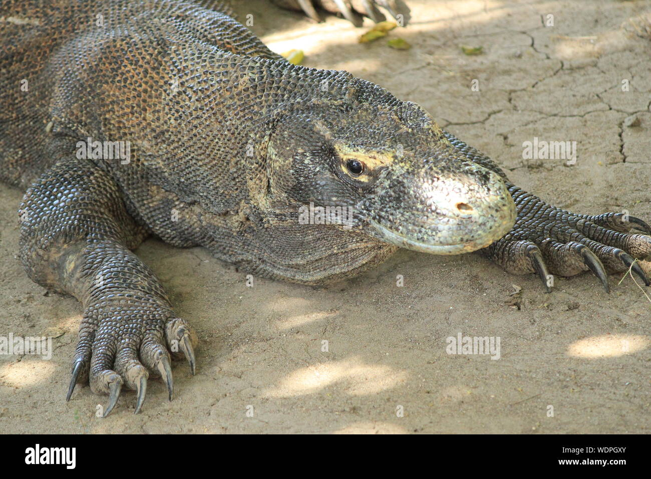 Portrait giant hi-res stock photography and images - Alamy