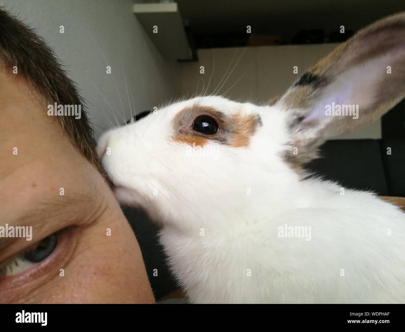 Rabbit man hi-res stock photography and images - Alamy