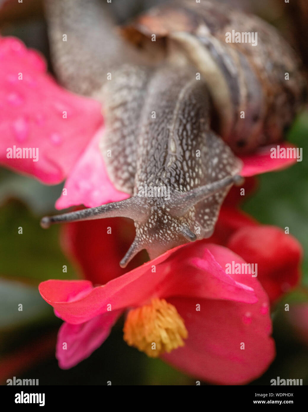 Shell flower hi-res stock photography and images - Alamy