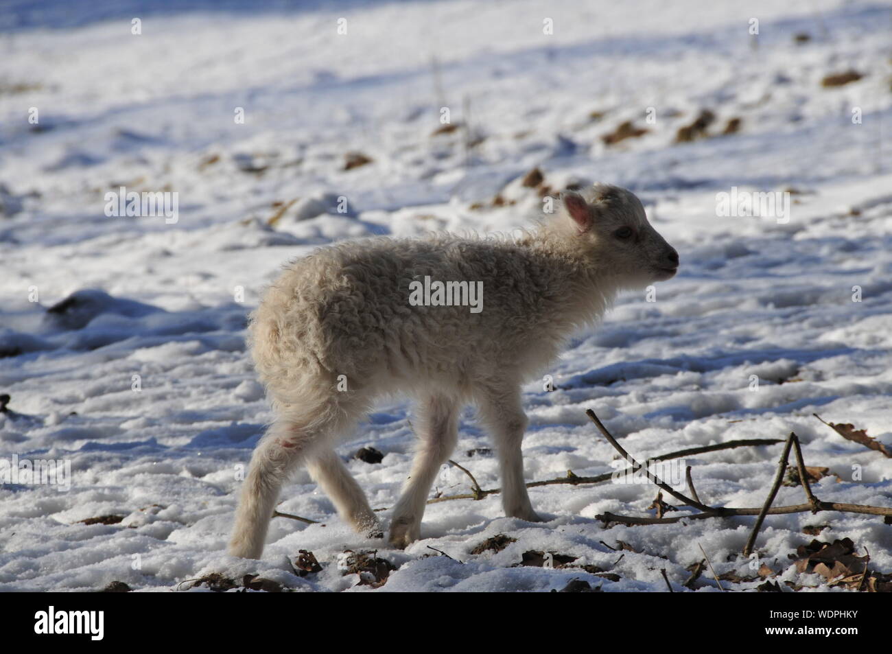Walking lamb hi-res stock photography and images - Alamy