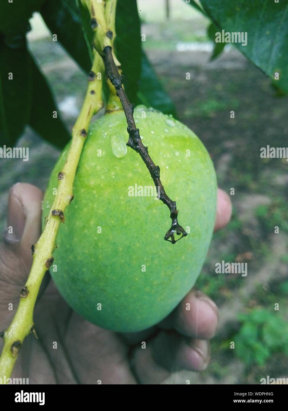 Mango In Hand High Resolution Stock Photography and Images - Alamy