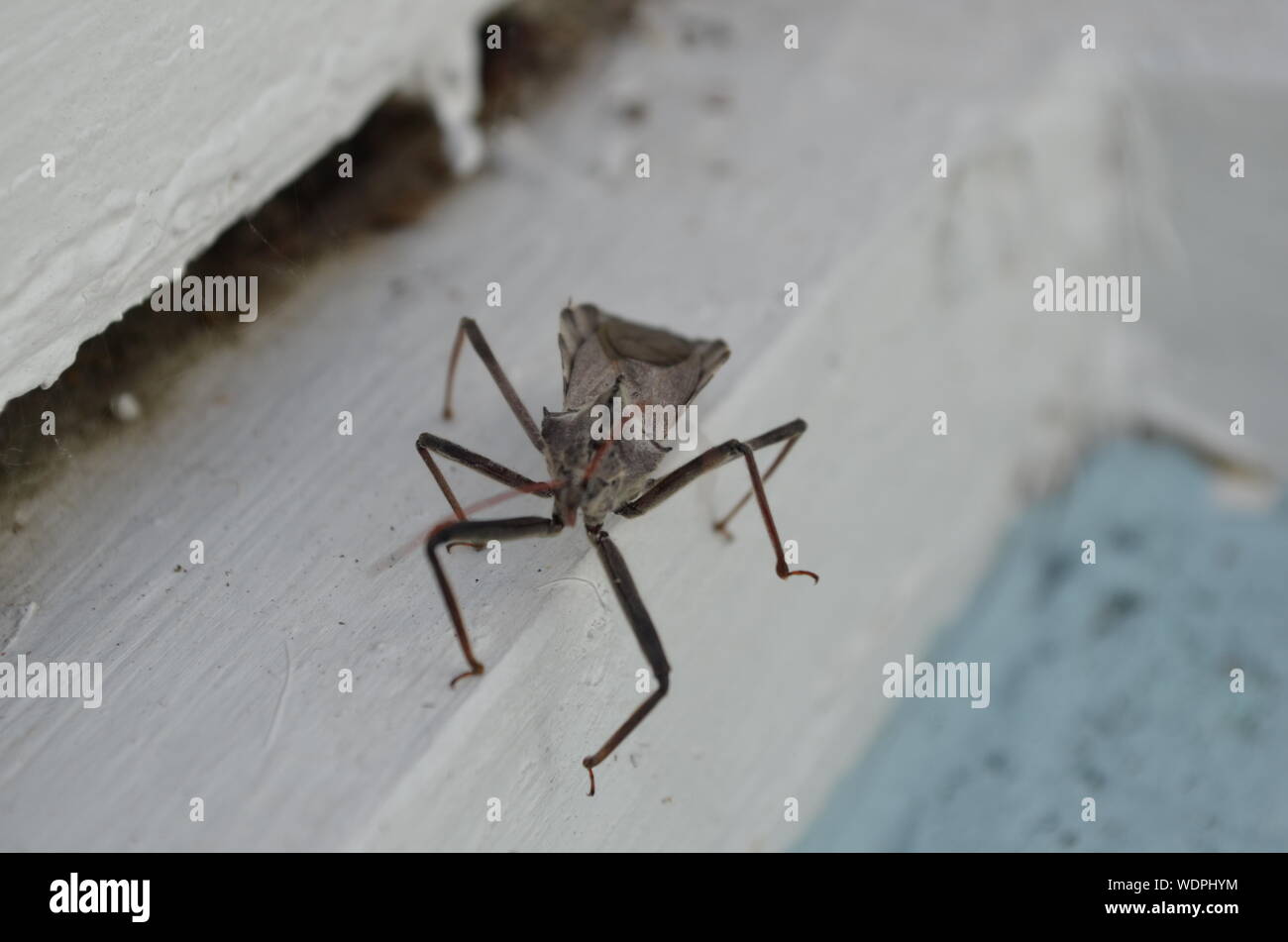 Bug insect crawling on ledge Stock Photo - Alamy