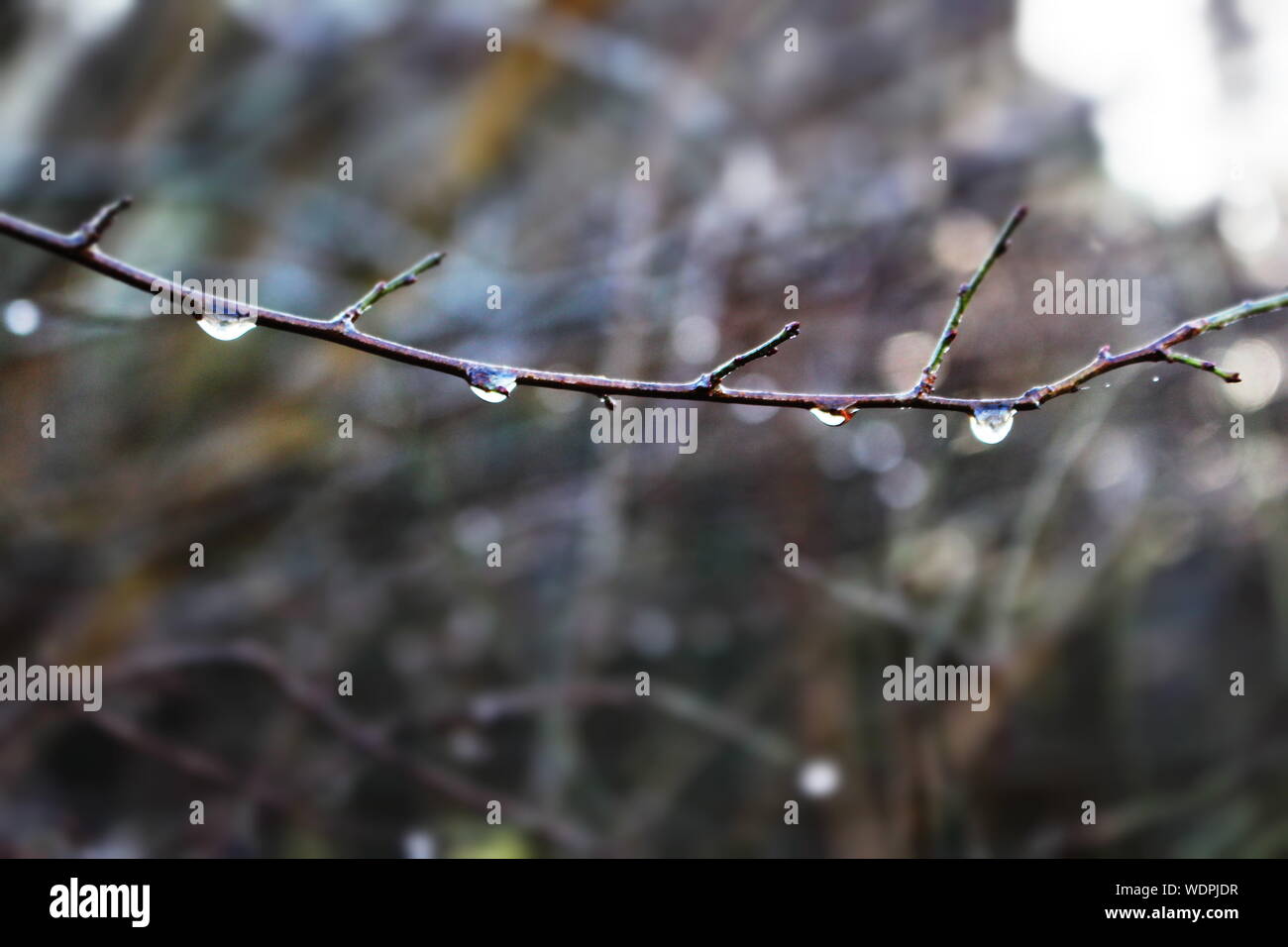 Wet stick hi-res stock photography and images - Alamy