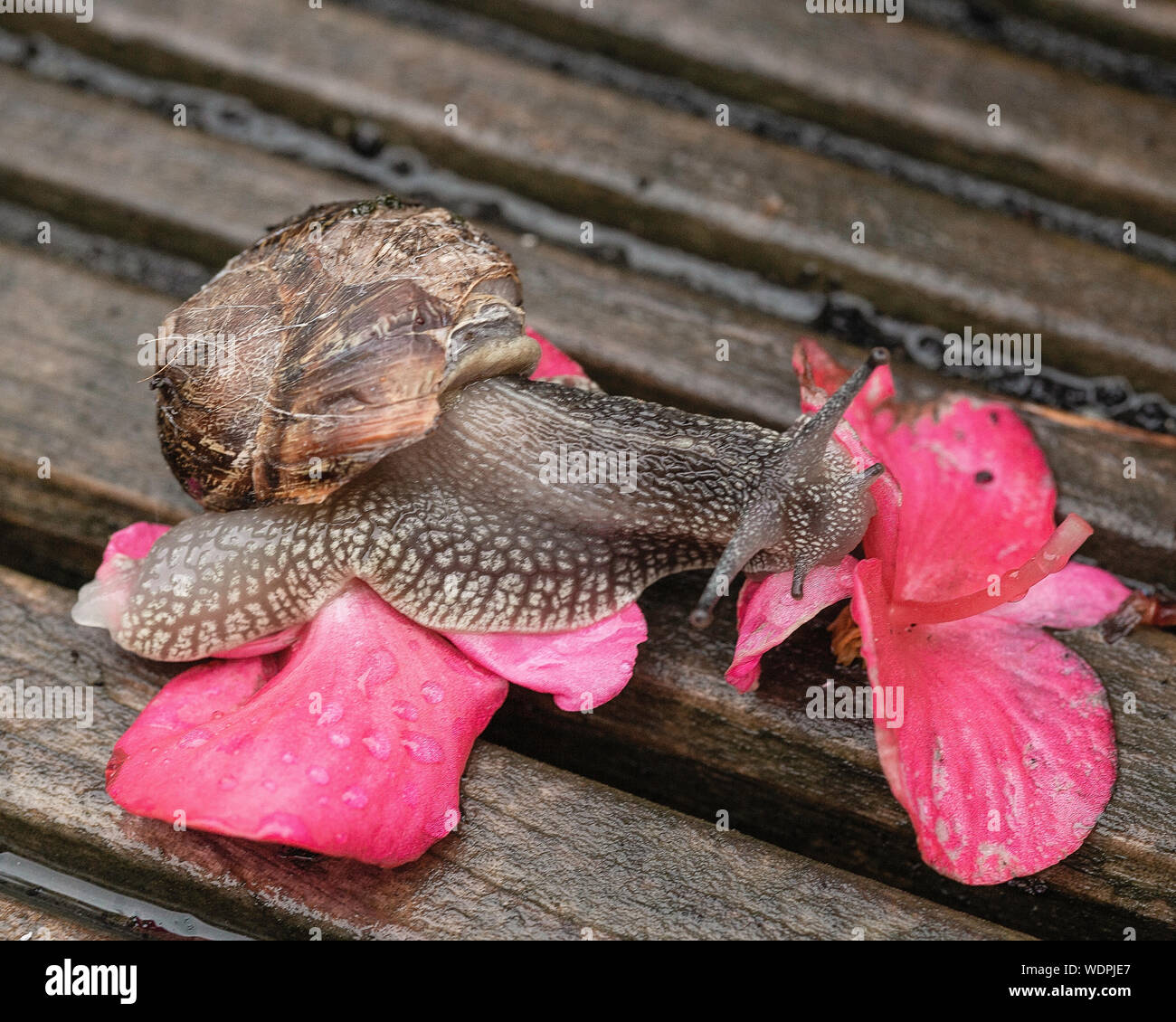 Closeup shot small pink hi-res stock photography and images - Alamy