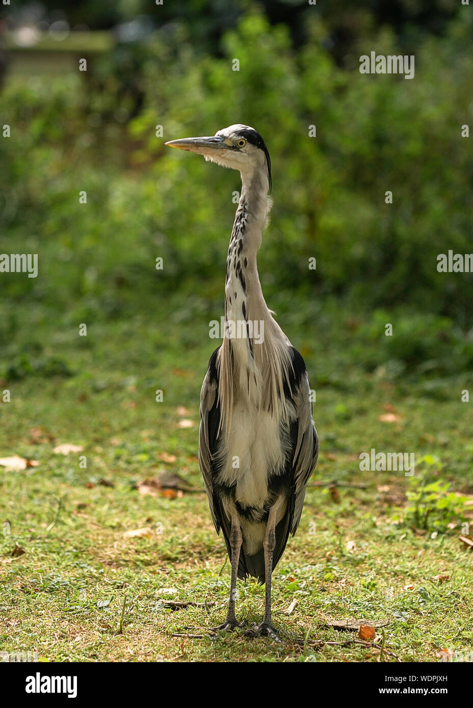 Stork posing in one of the park in London Stock Photo - Alamy