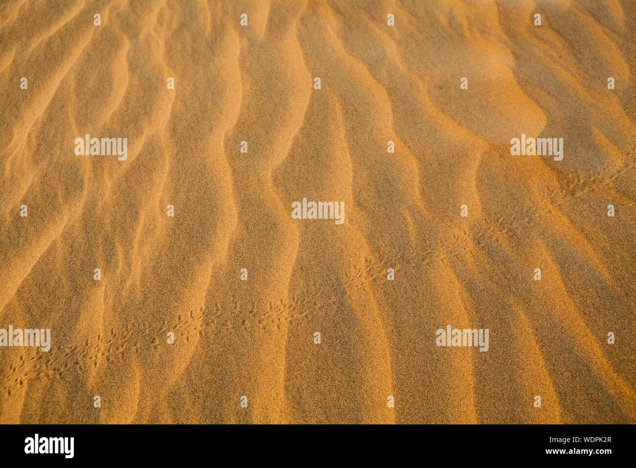 Desert insects hi-res stock photography and images - Alamy