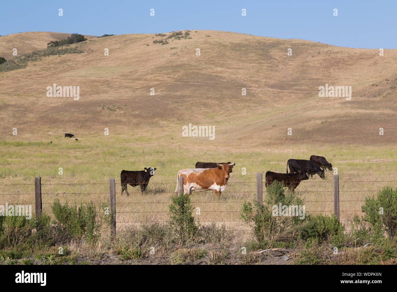 Grazing cattle on farmland in Santa Ynez, California Stock Photo - Alamy