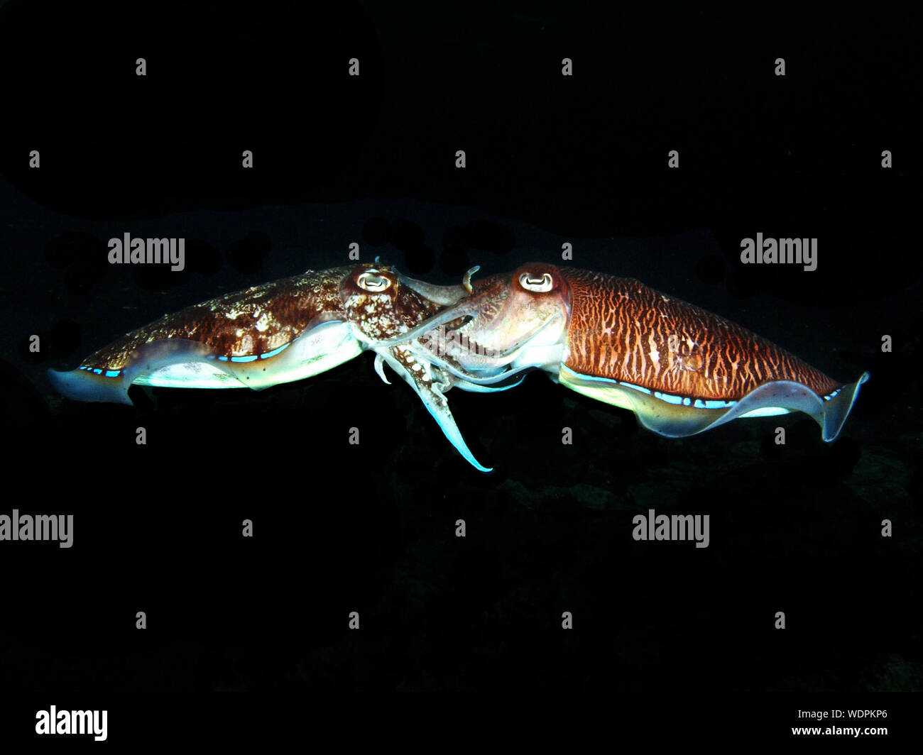 Swimming Cuttlefish High Resolution Stock Photography and Images - Alamy