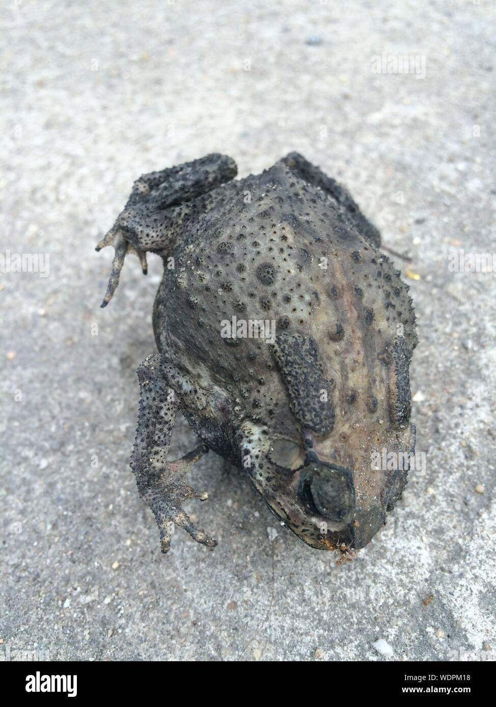 Toad Dead High Resolution Stock Photography and Images - Alamy