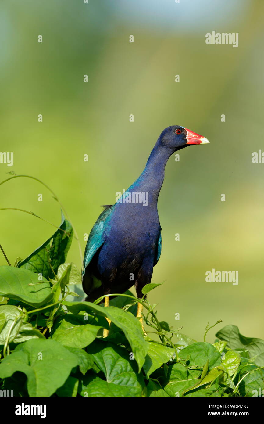 Gruiformes order hi-res stock photography and images - Alamy