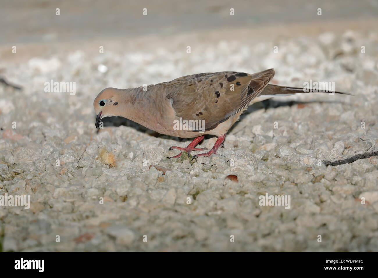 The mourning dove is a member of the dove family, Columbidae. The bird ...