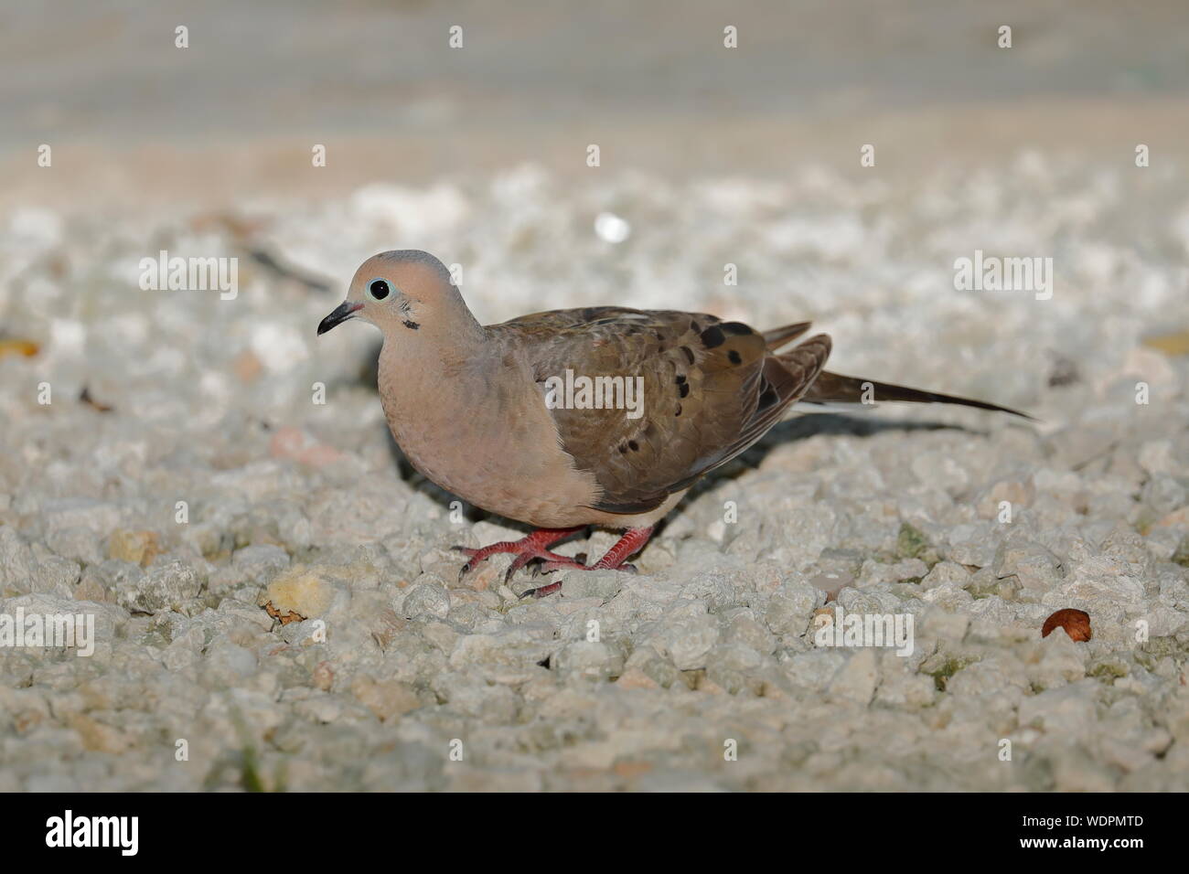 The mourning dove is a member of the dove family, Columbidae. The bird ...