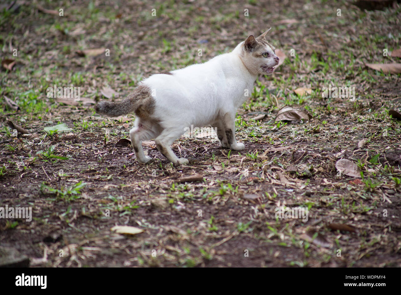 Side View Of Cat Standing On Field Stock Photo - Alamy