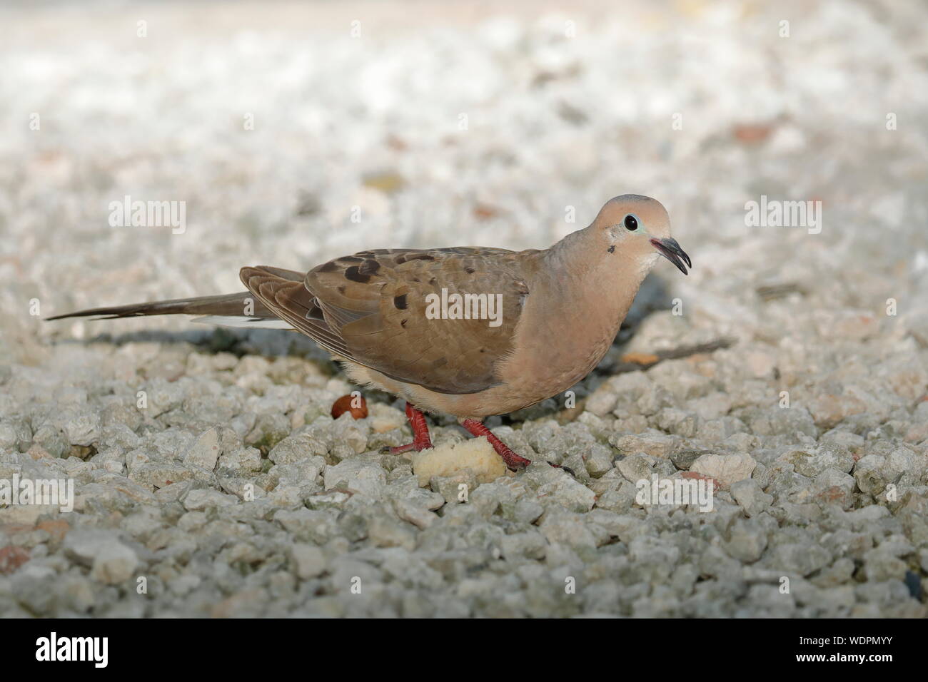 The mourning dove is a member of the dove family, Columbidae. The bird ...