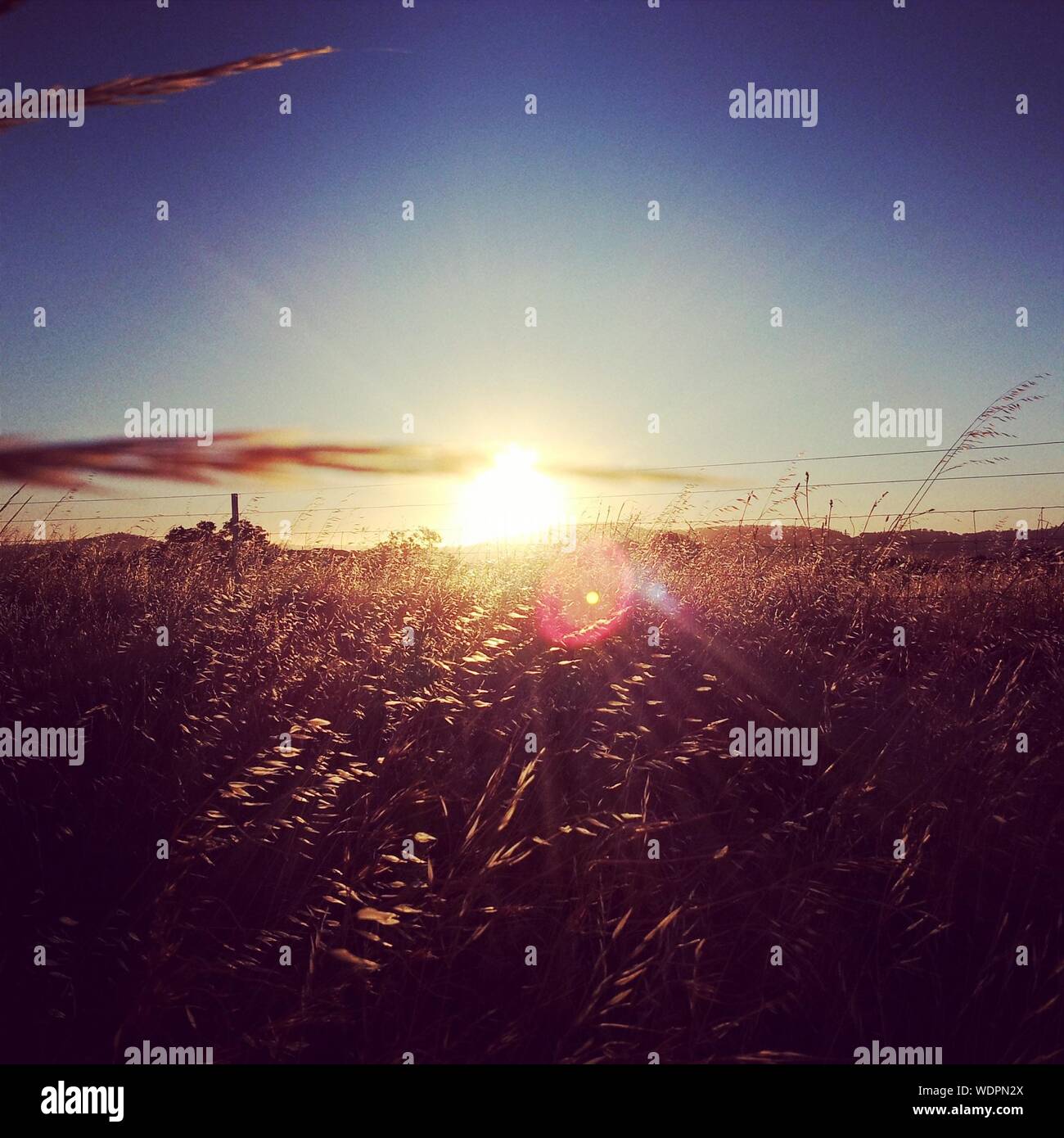Oats field hi-res stock photography and images - Alamy