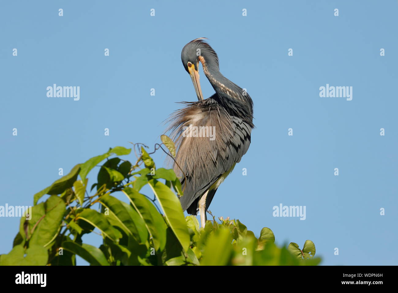 The tricolored heron, formerly known as the Louisiana heron, is a small ...
