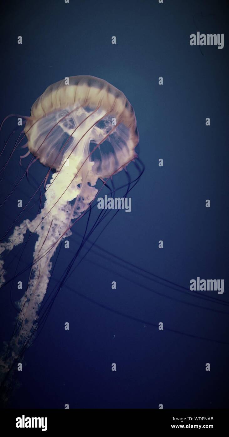Jellyfish angle hi-res stock photography and images - Alamy