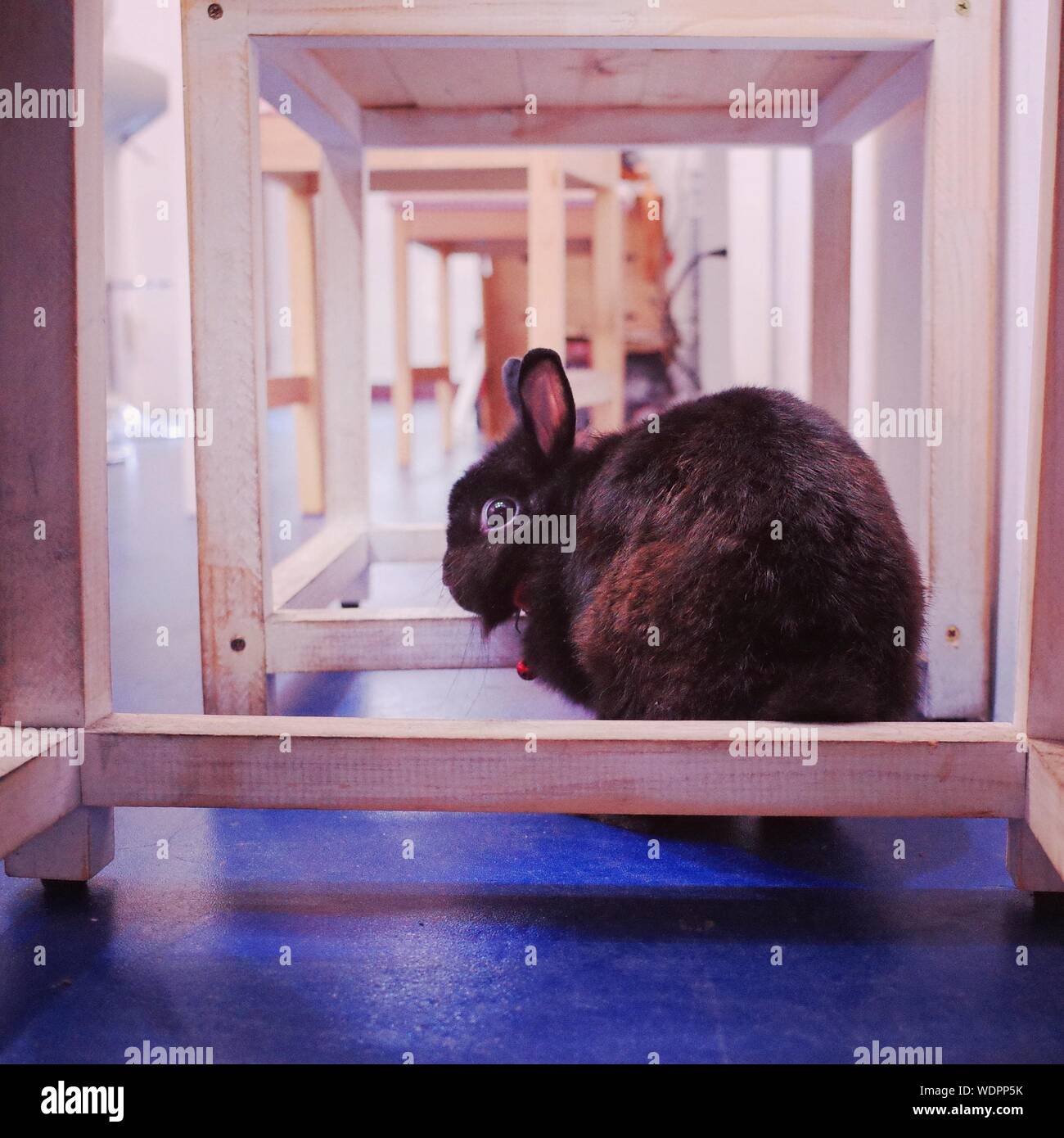 Pets tables hi-res stock photography and images - Alamy