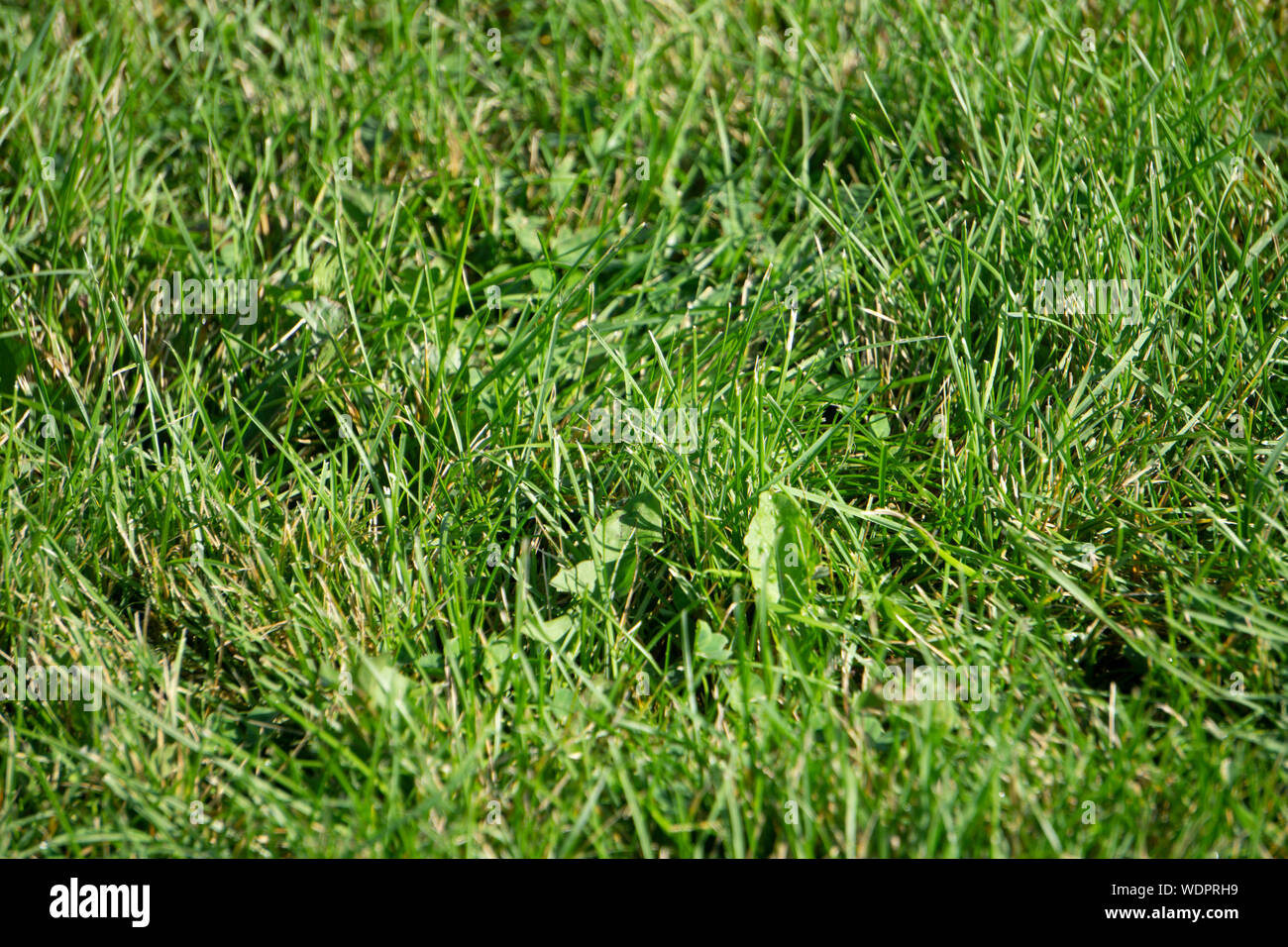 Field of Grass Stock Photo - Alamy