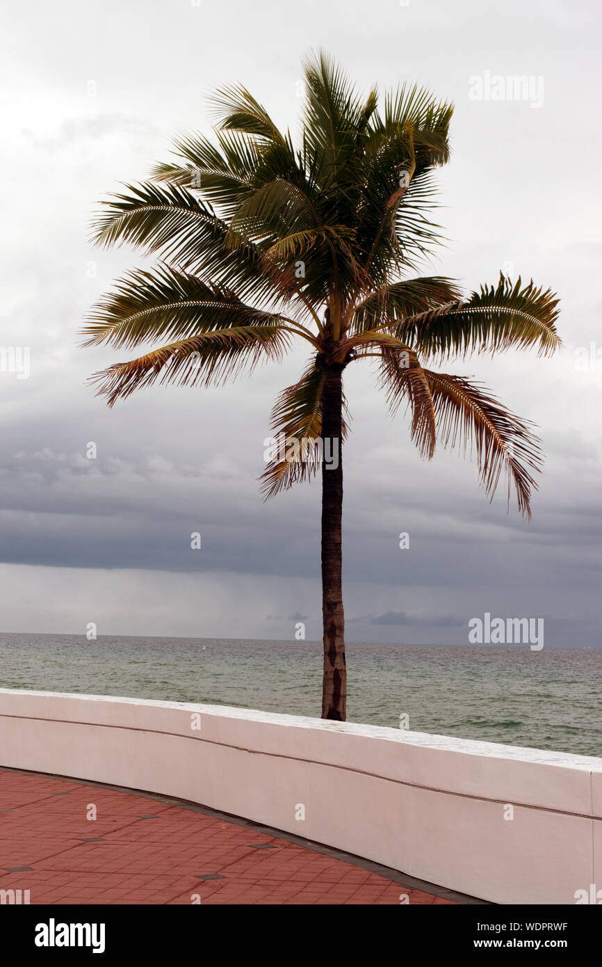 Tree promenade hi-res stock photography and images - Alamy