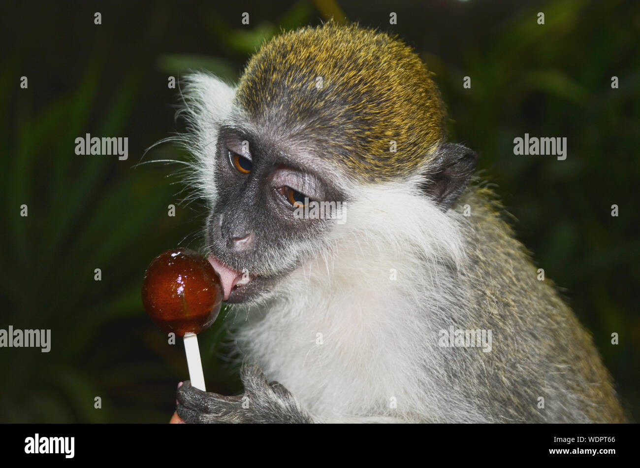 Monkey Eating Lollipop High Resolution Stock Photography and Images - Alamy