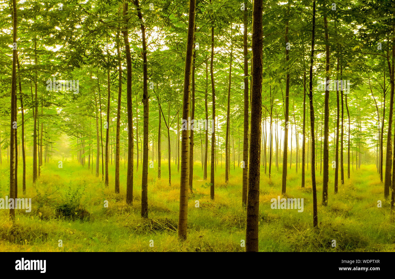 Pine trees india hi-res stock photography and images - Alamy