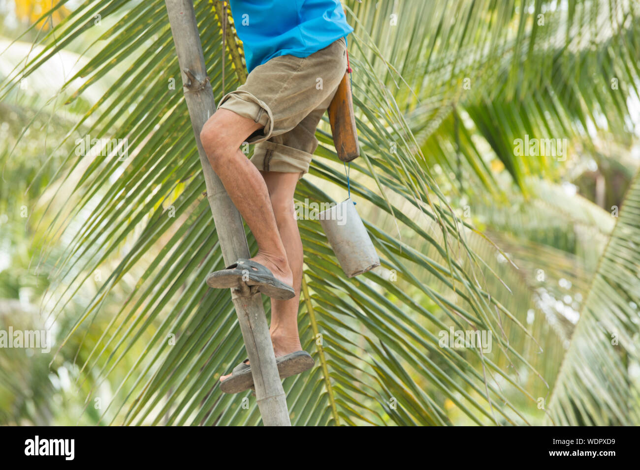 Man climbing on palm tree hi-res stock photography and images - Alamy