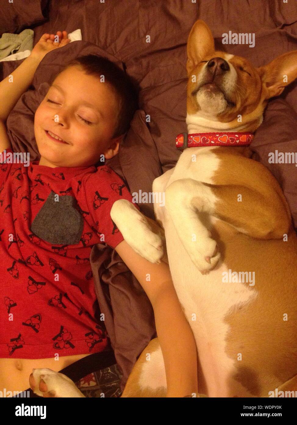 Basenji cute hi-res stock photography and images - Alamy