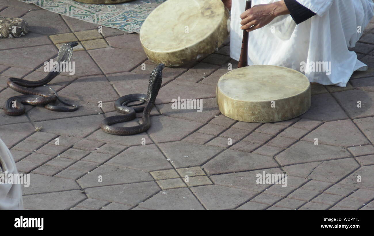 Two cobras hi-res stock photography and images - Alamy