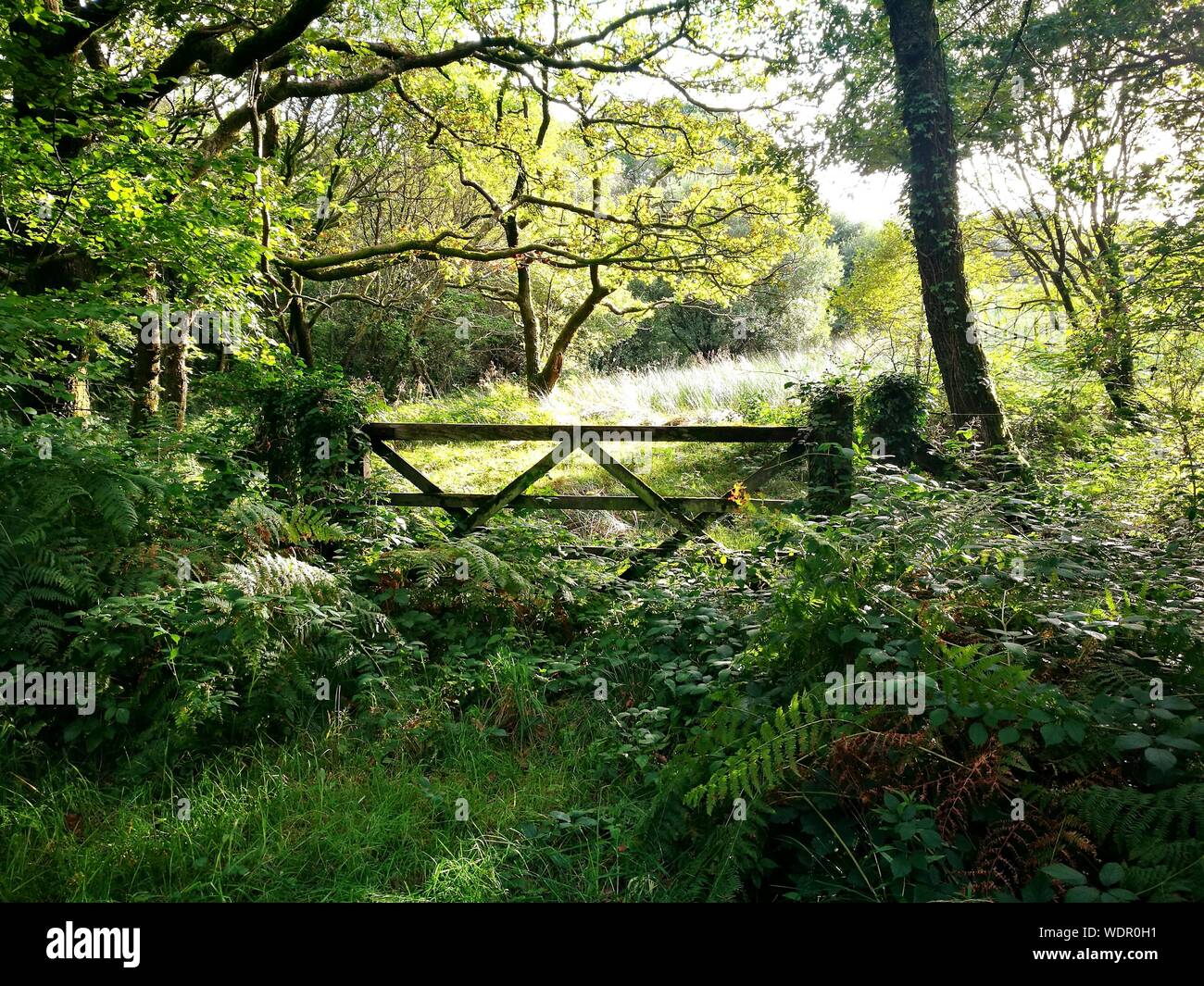 Old field gate hi-res stock photography and images - Alamy